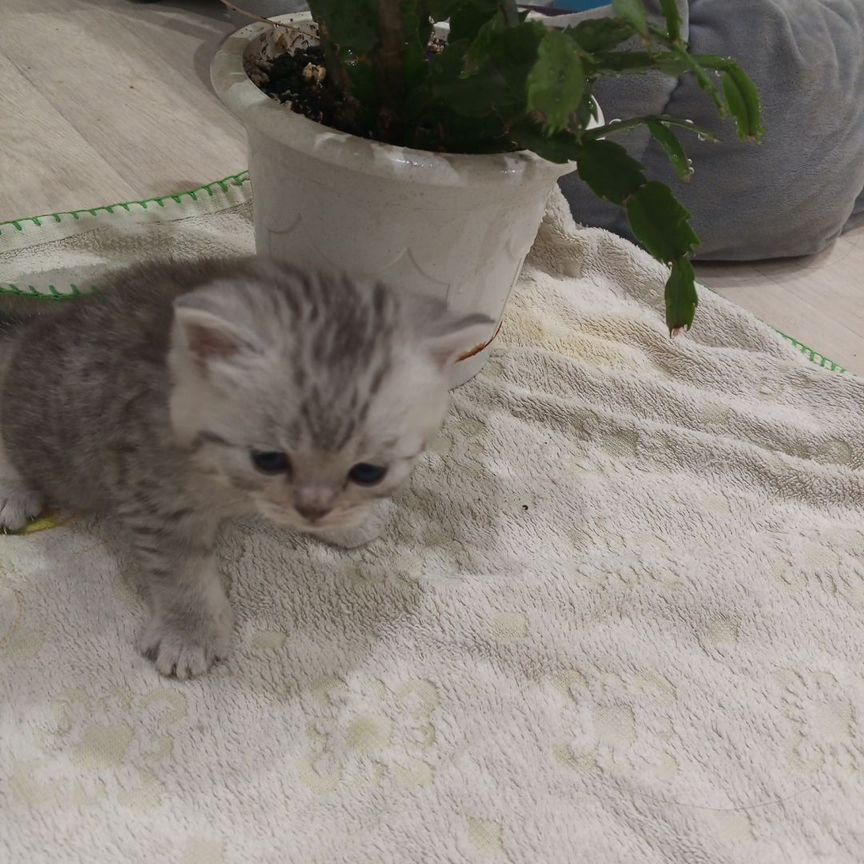 Шотландские прямоухие котята