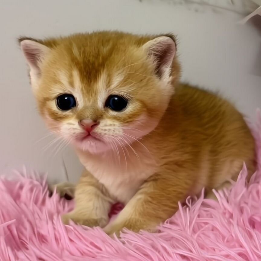 Шотландский прямоухий короткошёрстный котёнок