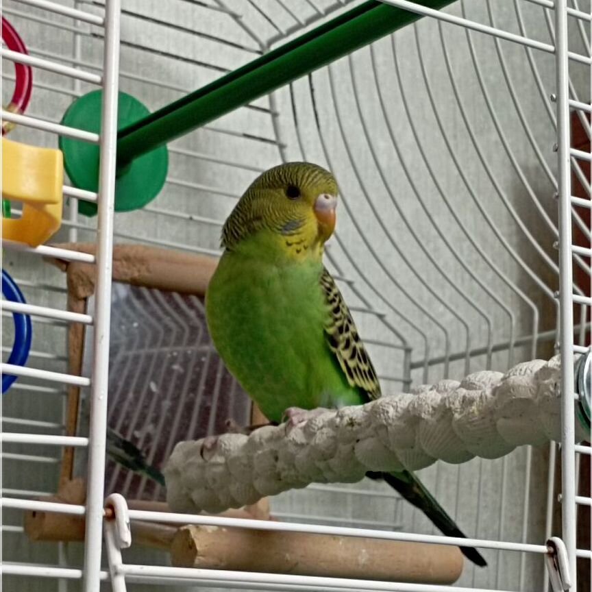 Птенцы волнистый попугай