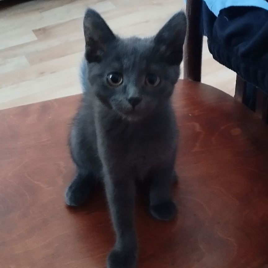 Не знаем. Папа похоже породистый