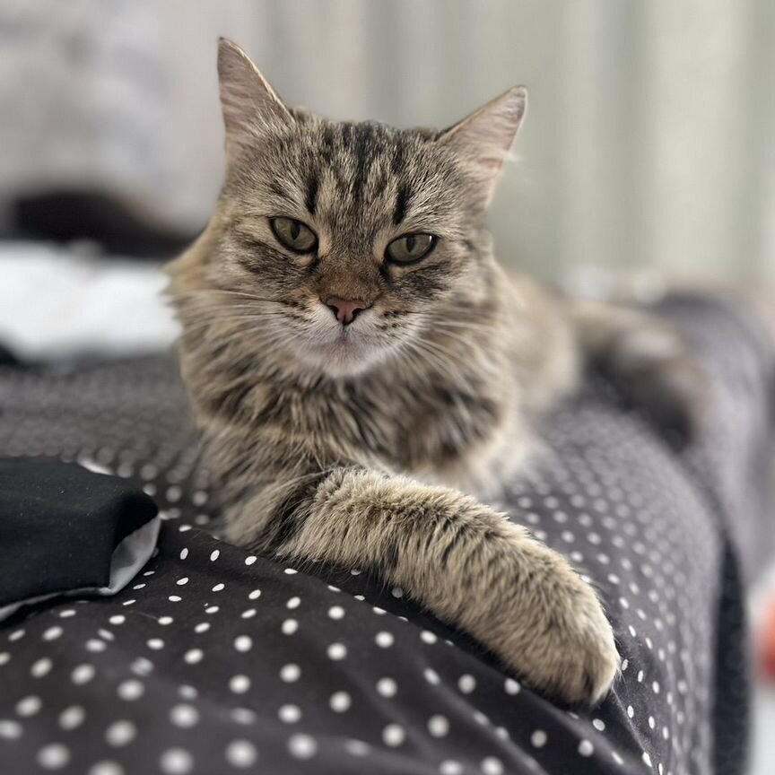 Кошки бесплатно
