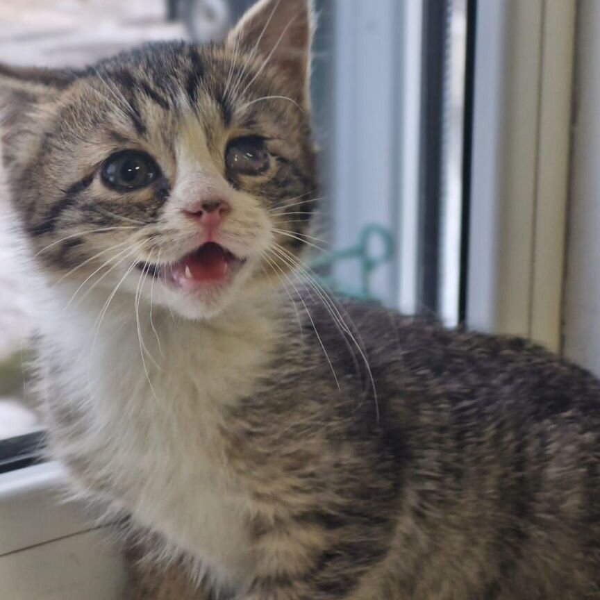 Супер ласковый котёнок