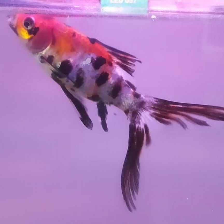 Золотая рыбка