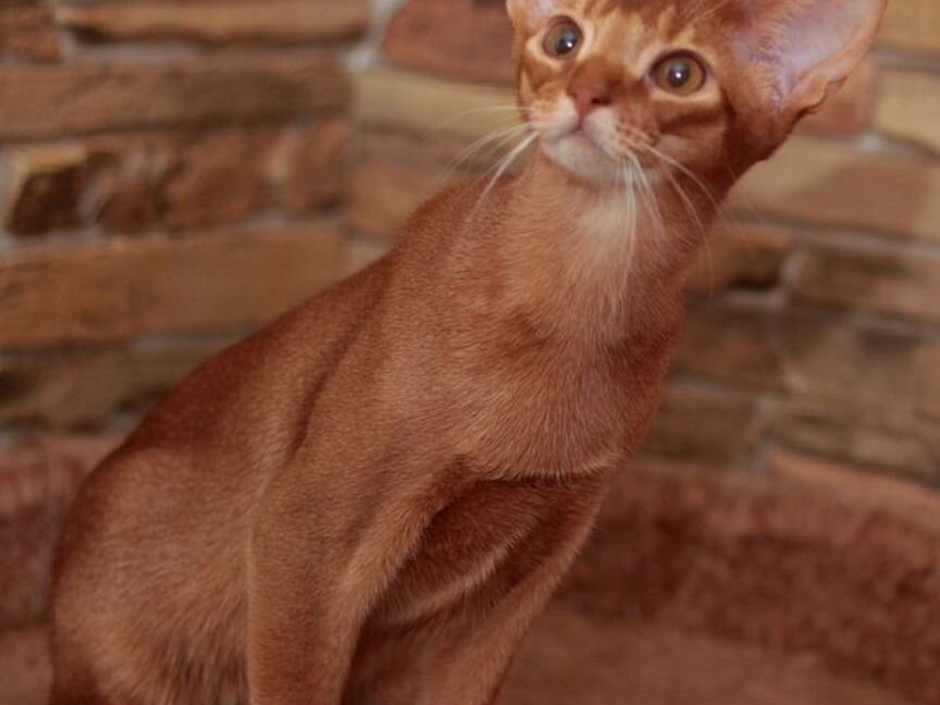 Абиссинский котенок