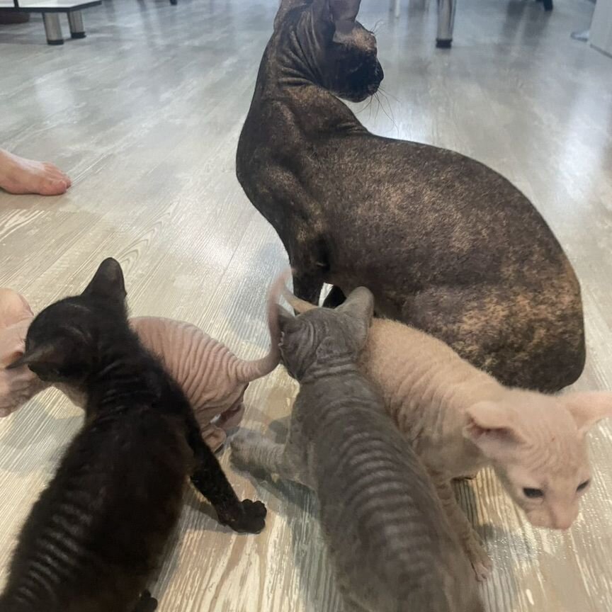 Котята сфинкс