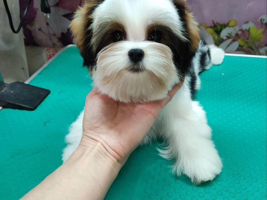 Шикарные мальчики Бивер терьер