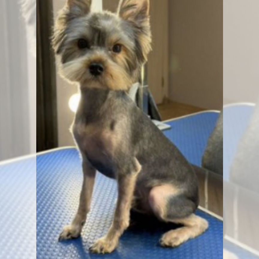 Йоркширский терьер, вязка