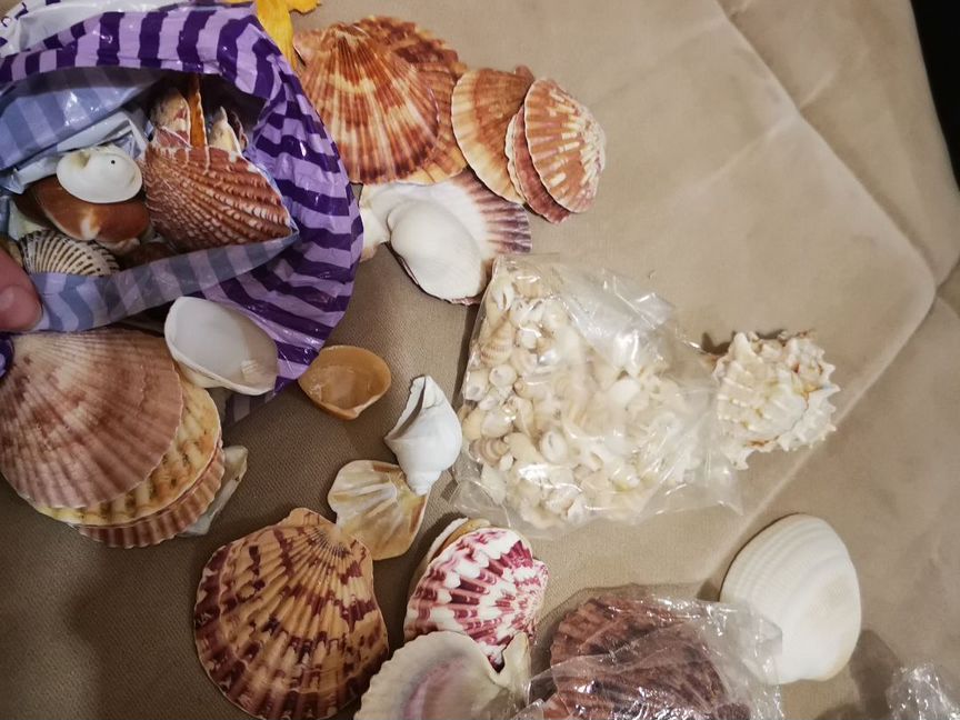 Морские ракушки раковины большие и маленькие