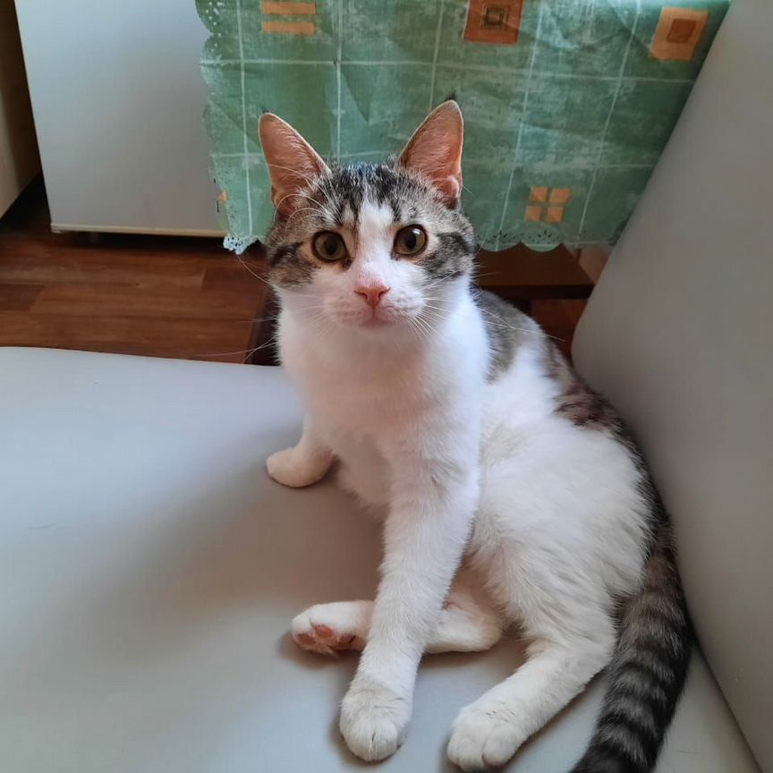 Котенок мальчик