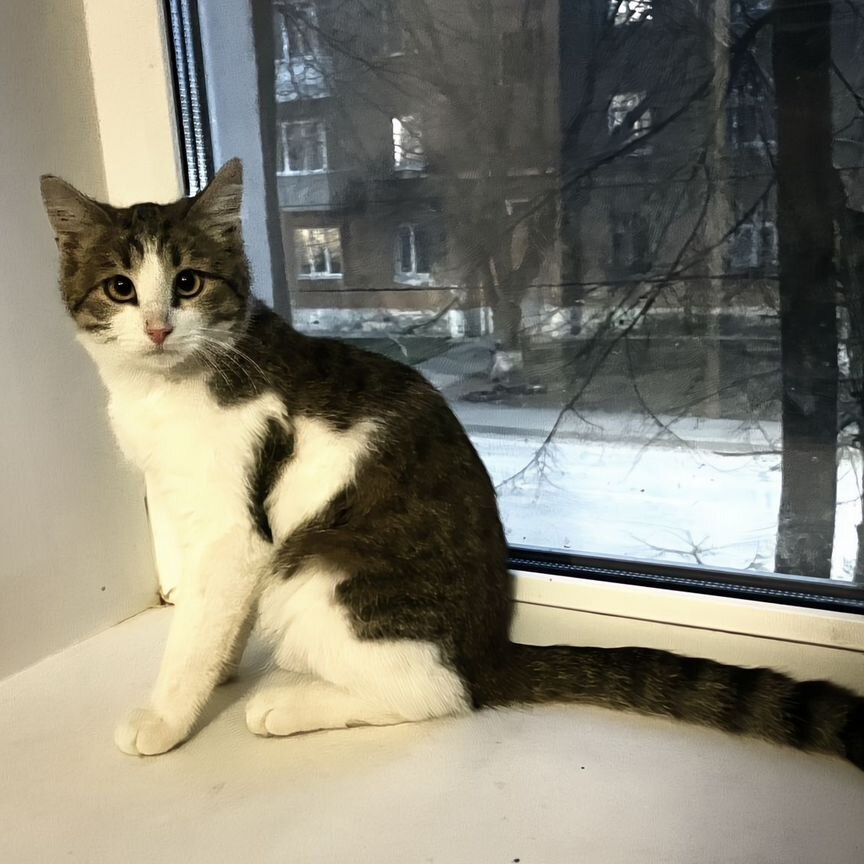 Котёнок в добрые руки