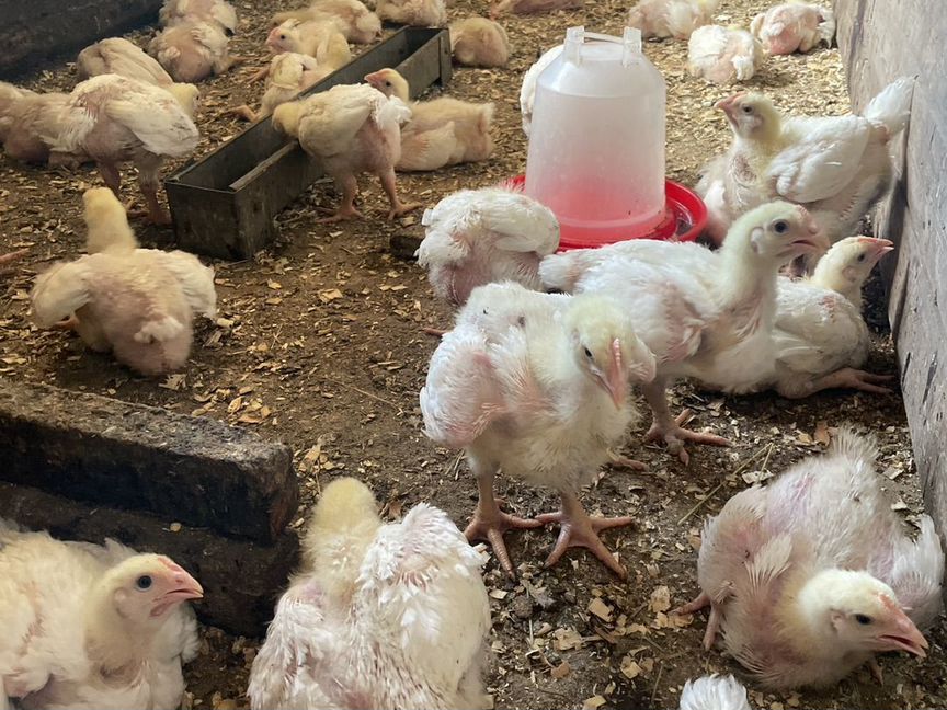 Бройлер подрощенный