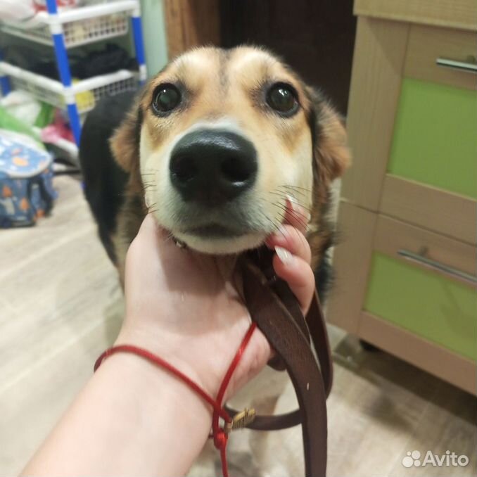 Отдам даром бесплатно лайку