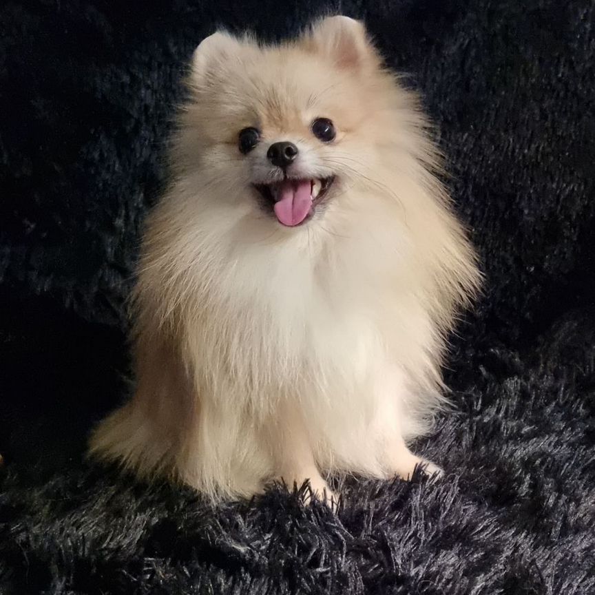 Померашка мини шпиц