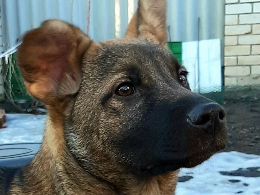 Стайл, спасен от жестоких хозяев