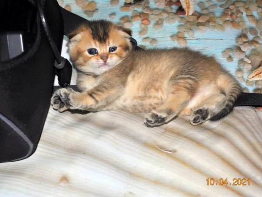 Шотландские котята окраса черное золото