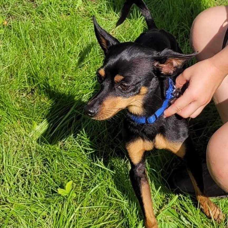 Собака в добрые руки отдам бесплатно