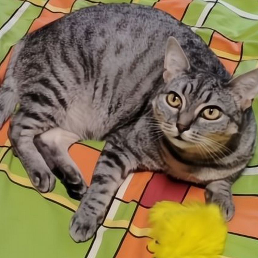 Взрослая кошка в добрые руки