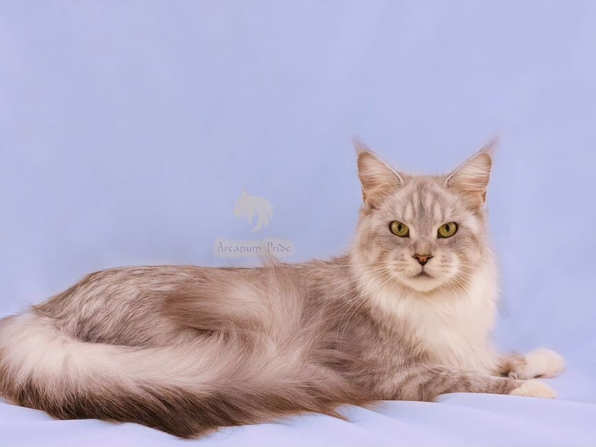 Кошка Мейн-Кун в дорогой шубке