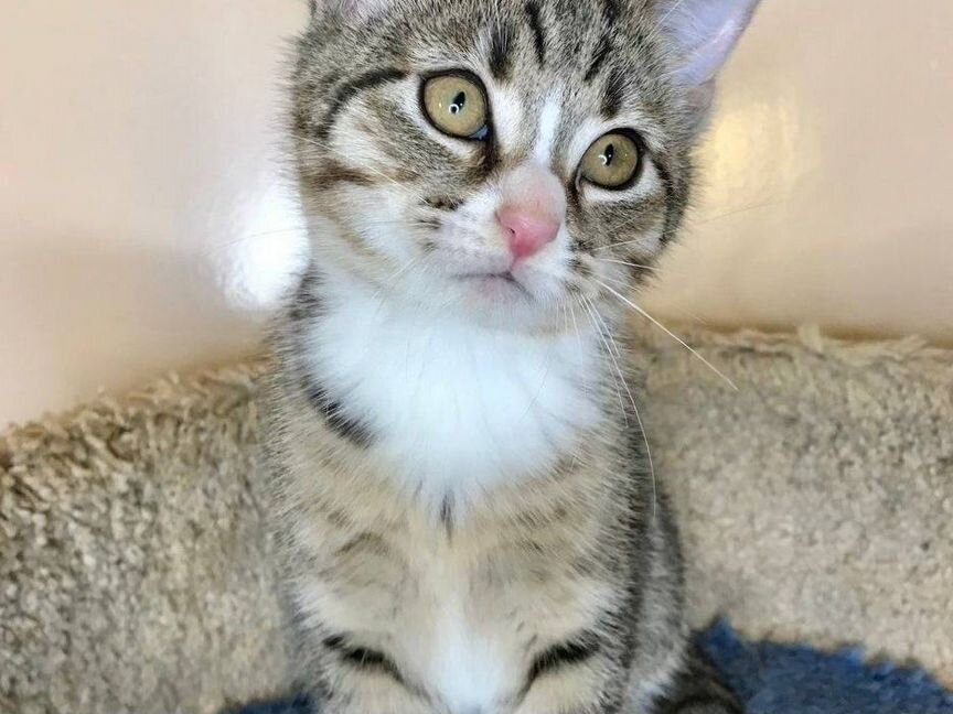 Котенок Круассан