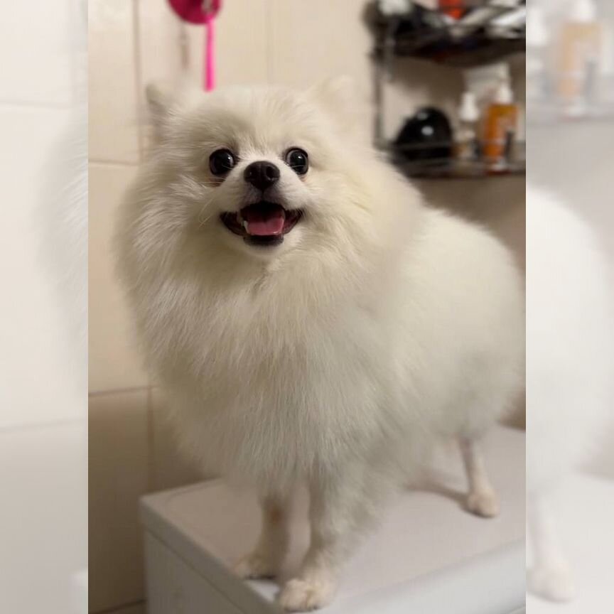 Померанский шпиц, взрослый пёс