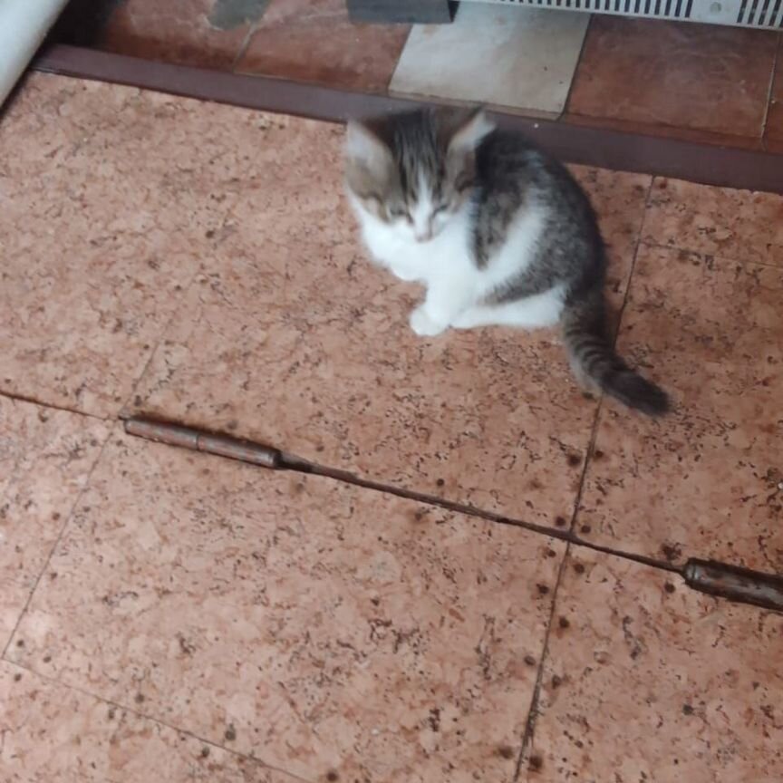Котик и кошечка, к лотку приучены, мама мышеловка
