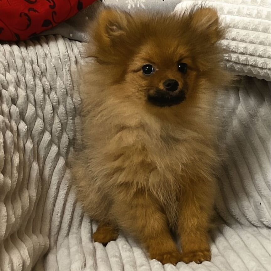 Померанский шпиц, щенок