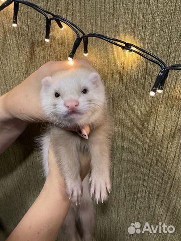 Хорек шампань