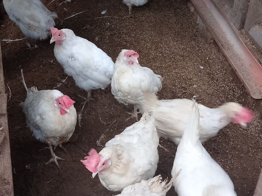 Куры несушки