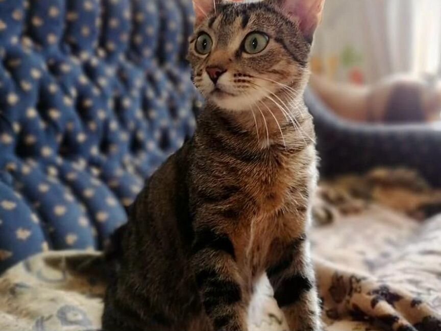 Котенок очень хорошая и ласковая девочка