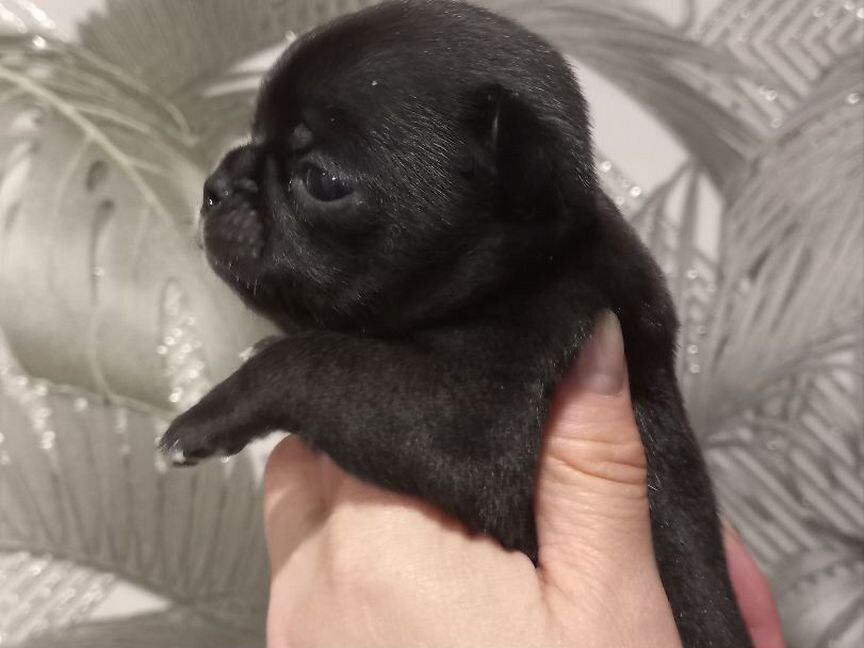 Щенки чихуахуа мини