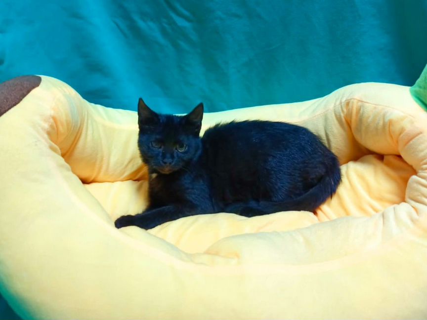 Котенок Клара ищет дом