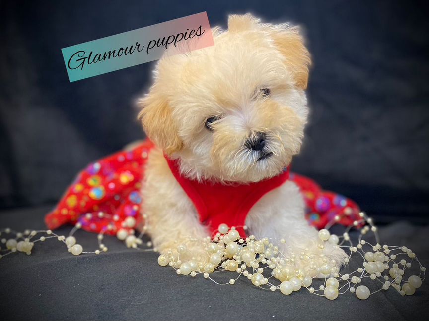 Мальтипу f1 mini