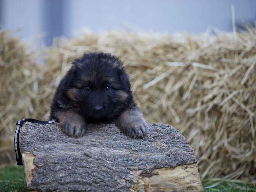Высокопородные щенки немецкой овчарки