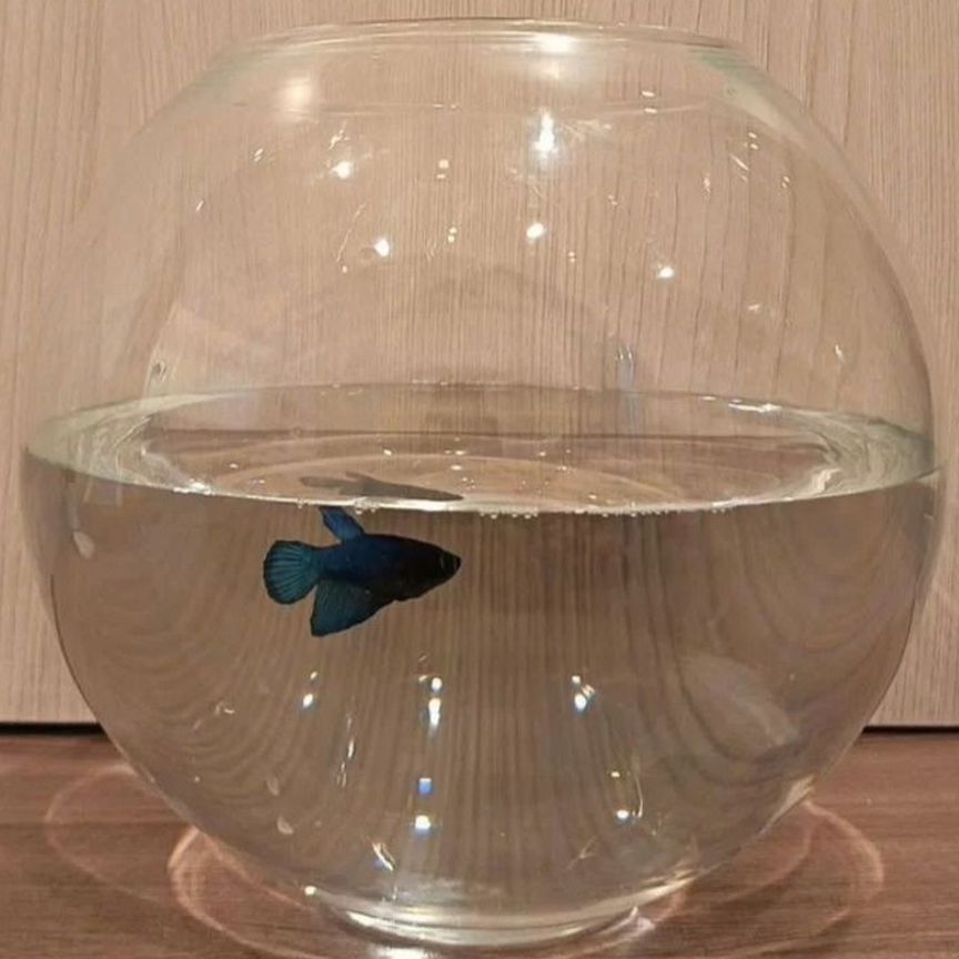 Рыбка петушок самка