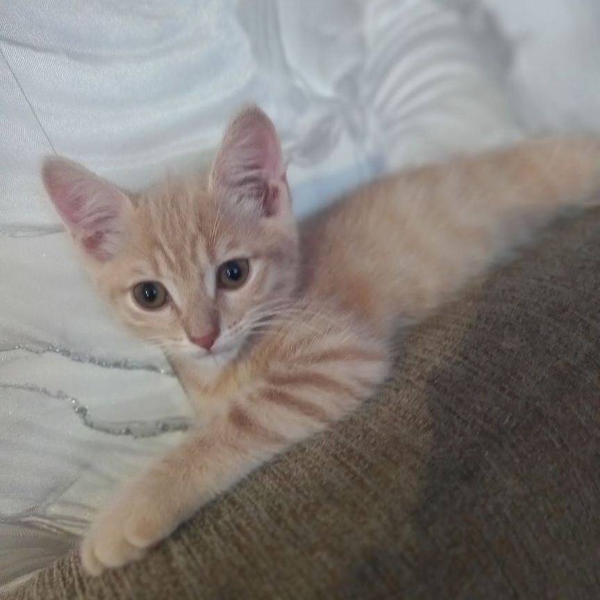 Котята в добрые руки бесплатно