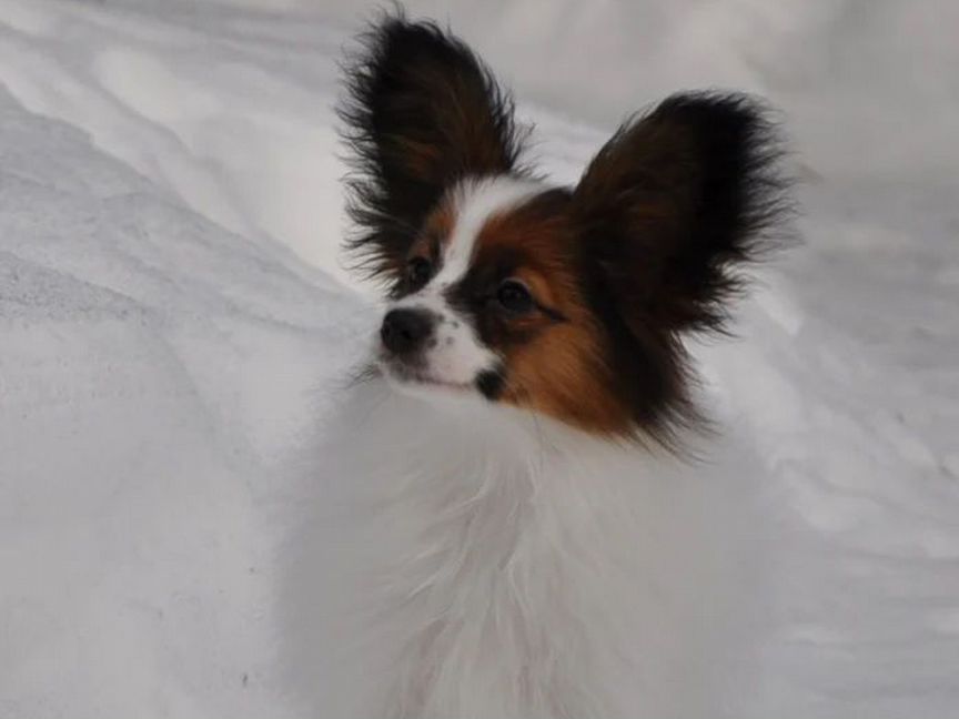 Фэйшоу Бианка милая и нежная