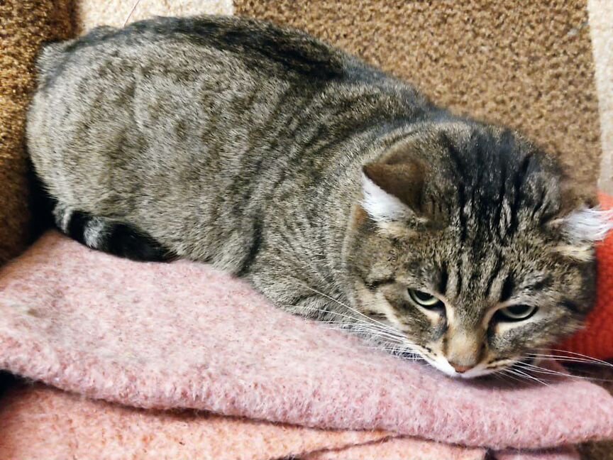 Кот молодой в добрые руки