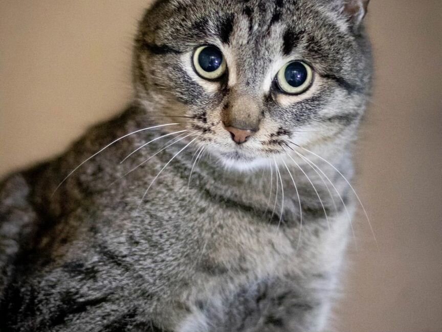 Кошка Лилит