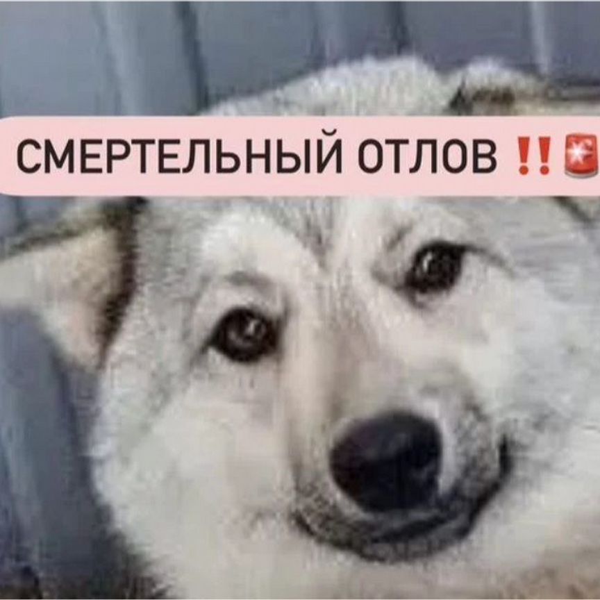 Взрослый пёс в добрые руки
