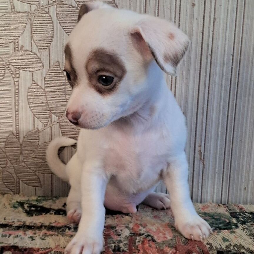 Мальчишка чишка 