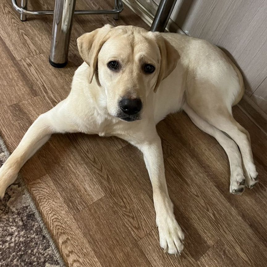 Лабрадор-ретривер, щенок