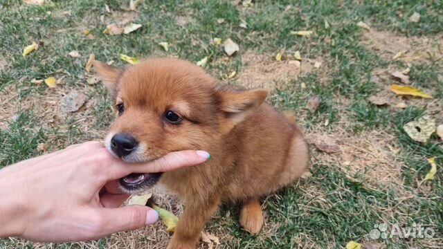 Щенки карело-финская лайки (2 мальчика)