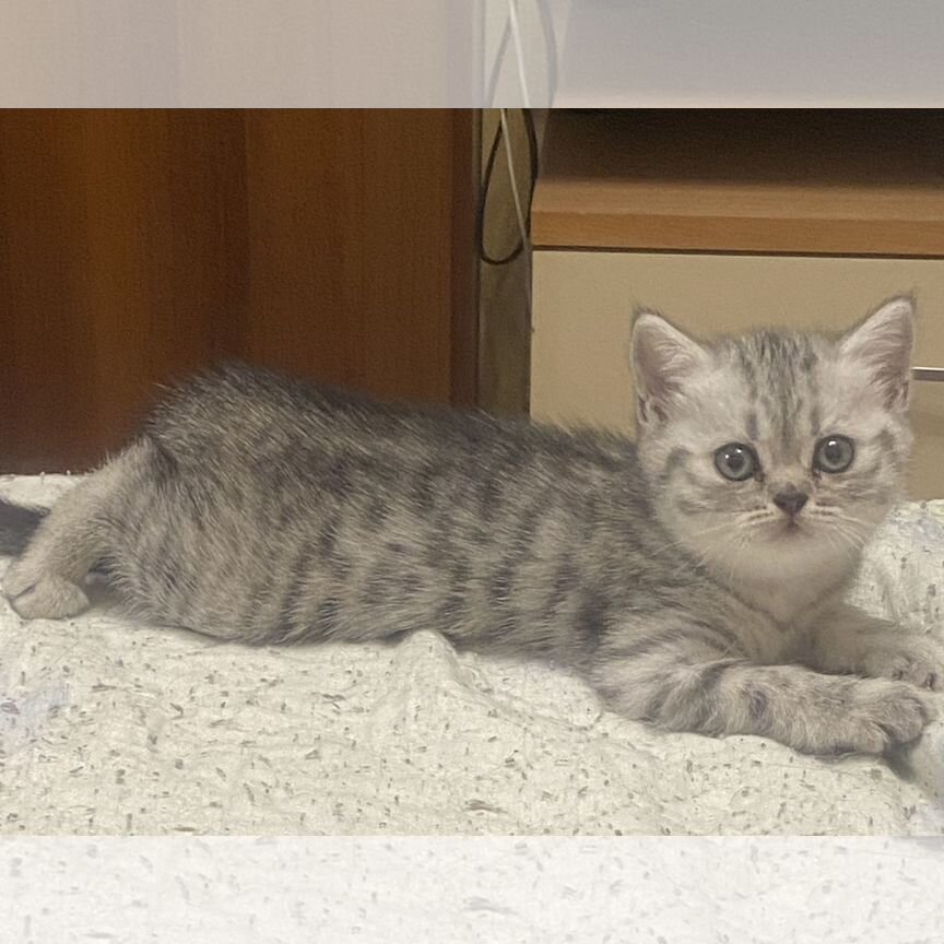 Шотландский вислоухий короткошёрстный котёнок