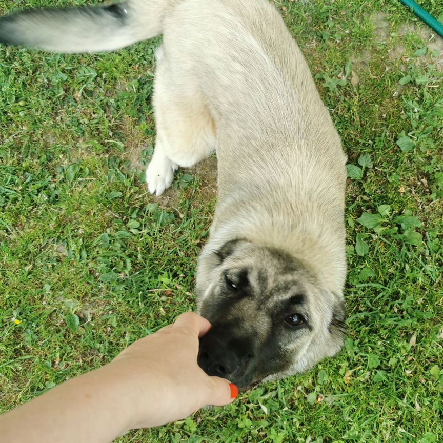 Щенок в добрые руки