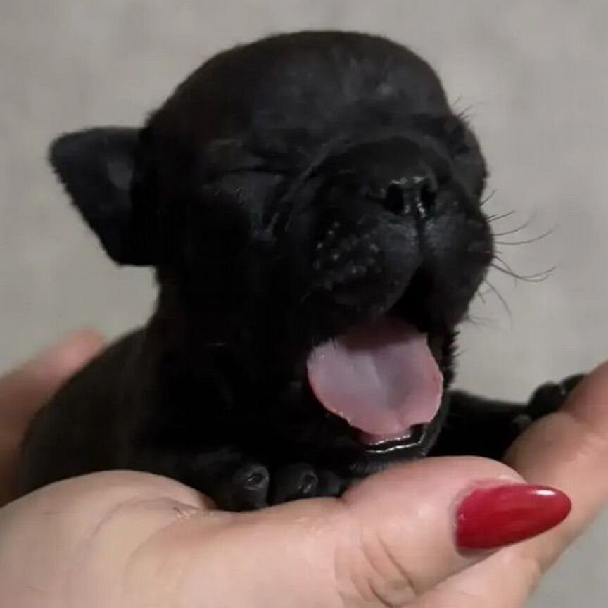 Французский бульдог, щенок