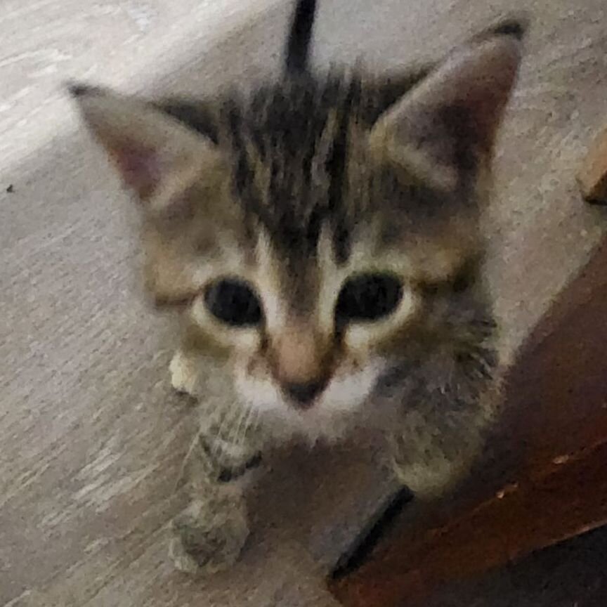 Котёнок в добрые руки