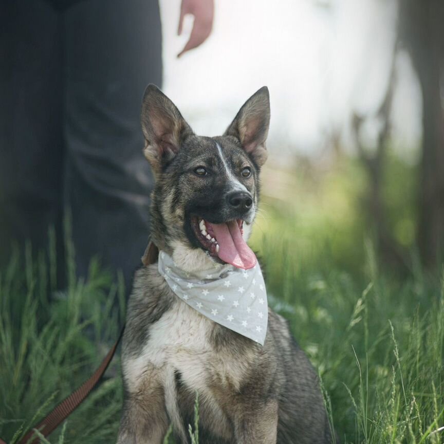 Щенок в добрые руки