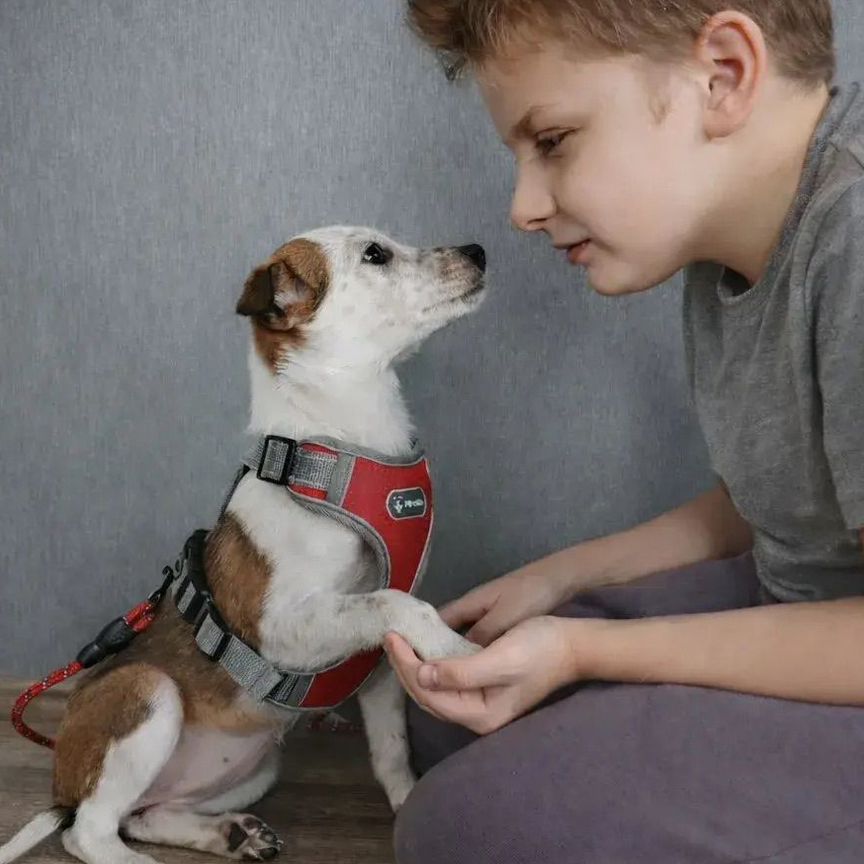 Щенок в добрые руки