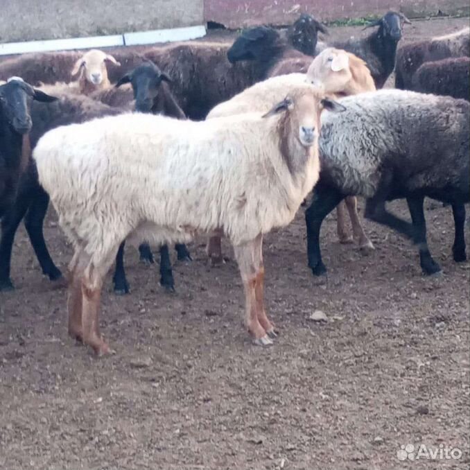 Овцы эдильбаевские курдючные