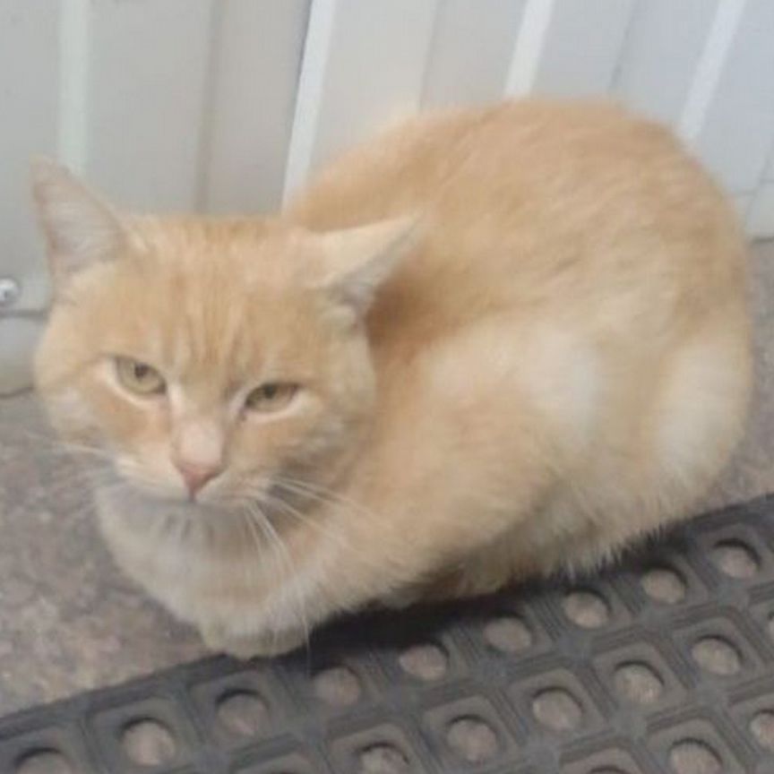 Рыжий молоденький котик